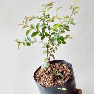 Jual Tanaman bunga sakura mini / Bungur kecil (Lagerstroemia indica L ...