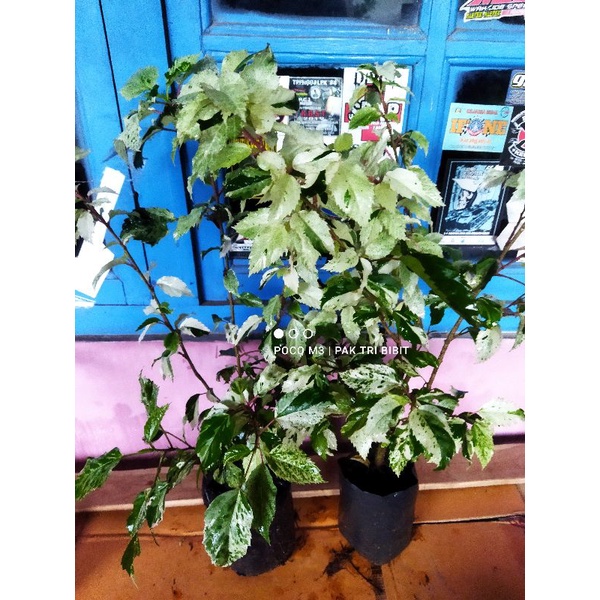 Jual Bibit Bunga Sepatu Variegata Pohon Kembang Varigata Putih | Shopee ...
