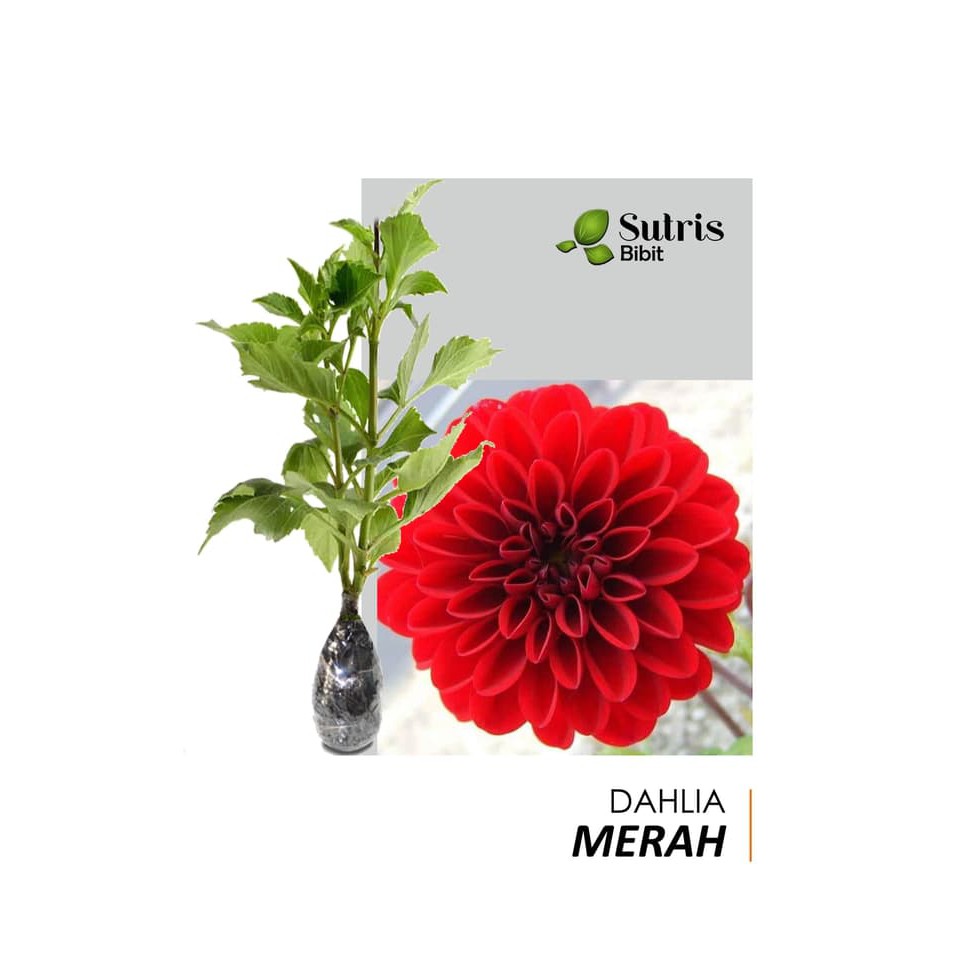 Menakjubkan 15+ Bunga Dahlia Di Dataran Rendah - Gambar Bunga Indah