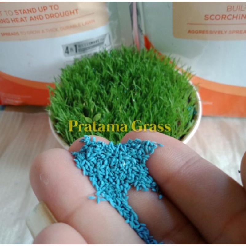 Jual Benih Rumput Bermuda Grass 1kg - Bibit Rumput Bermuda Lapangan ...