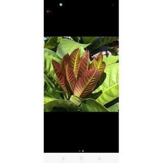 Jual Daun Putat Pucuk Putat Segar Lalapan Khas Sunda Siap Petik ...