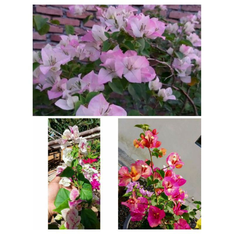 Jual Bisa Cod Paket Bougenville 3 Pohon Citra India Bengawan Solo