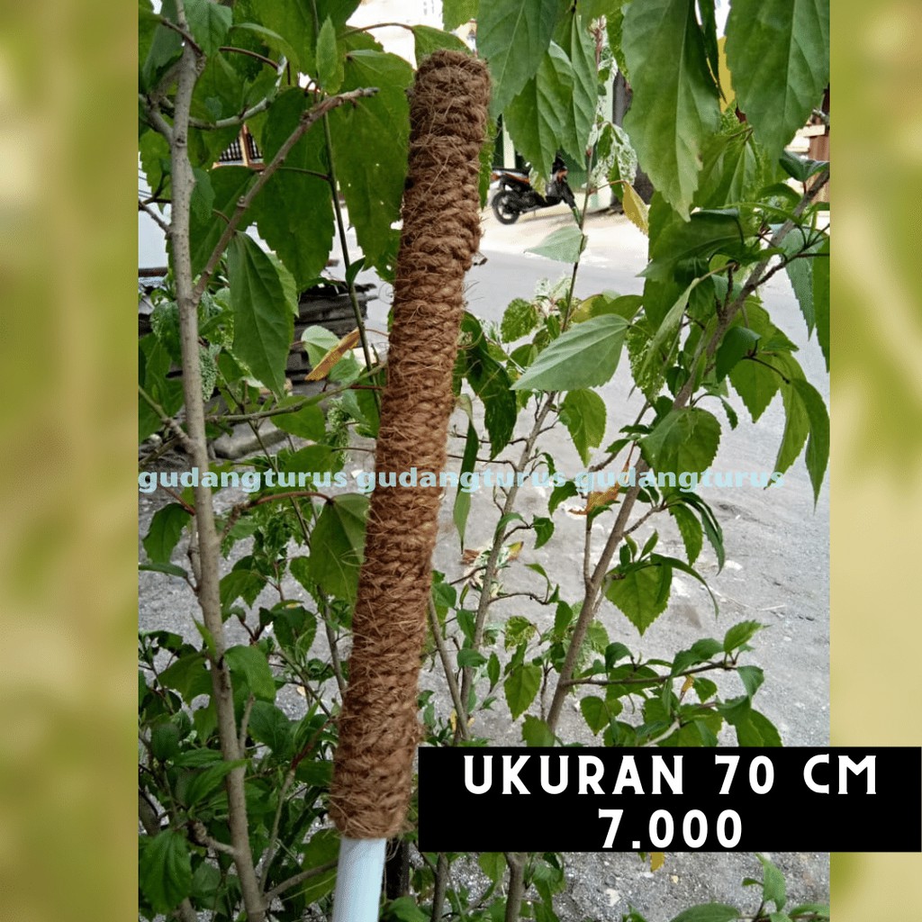 Jual 70 cm - Turus Tongkat Penyangga Tanaman Rambat | Shopee Indonesia