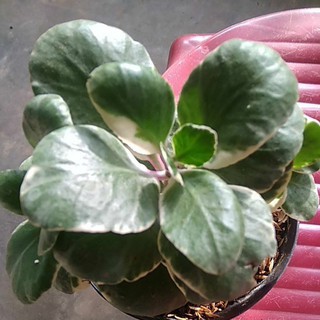 Jual tanaman hias sosor bebek variegata | Shopee Indonesia