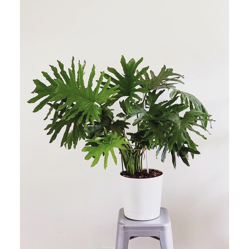 Jual Tanaman hias phillo jari gendrum pohon pilo jari-philodendron ...