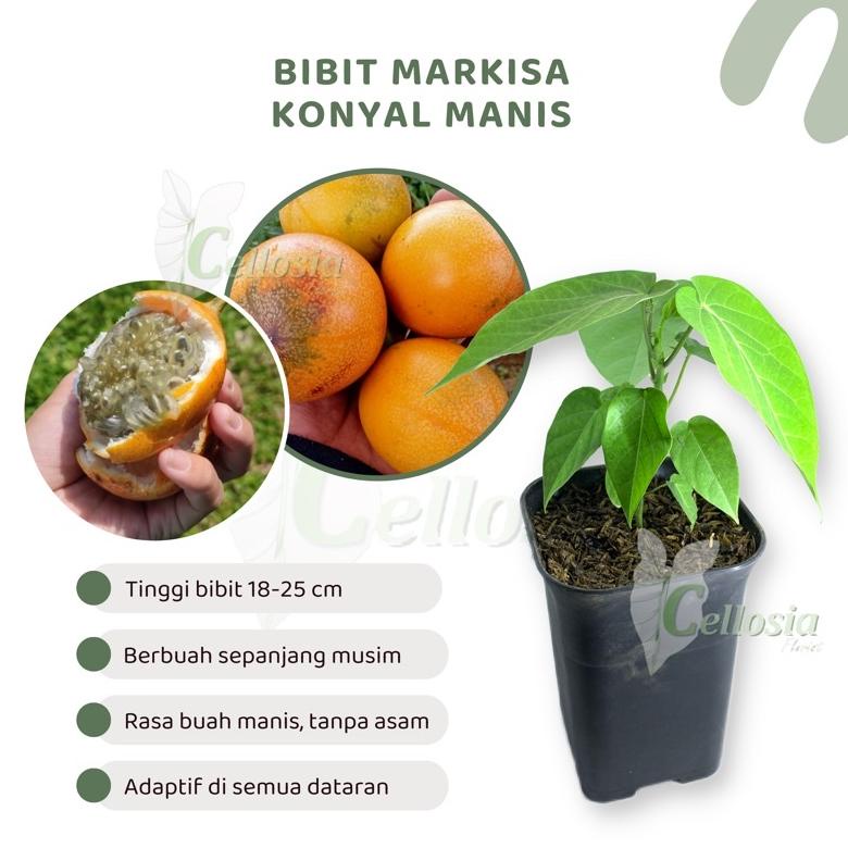 Jual CEPAT BERBUAH DAN MUDAH PERAWATAN Bibit Tanaman Buah Markisa Konyal Manis Orange | Shopee ...