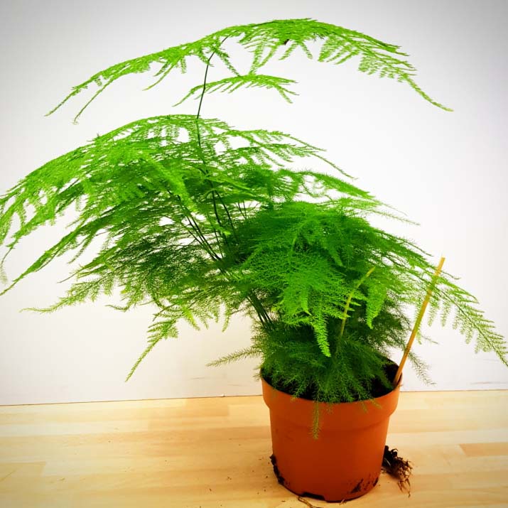 Jual Tanaman Hias Asparugus Fern / Asparagus plumosus / Pakis Daun ...