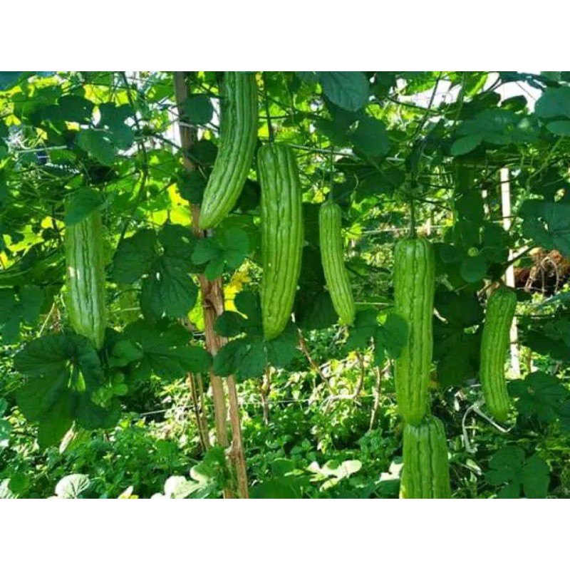 Jual Benih Sayuran Pare 1 biji | Shopee Indonesia