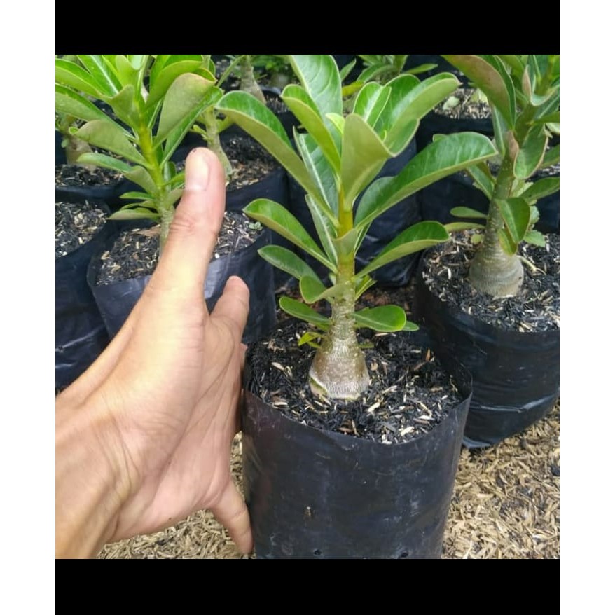 Jual Tanaman Adenium Tanaman Kamboja Jepang Tanaman Bunga Adenium ...