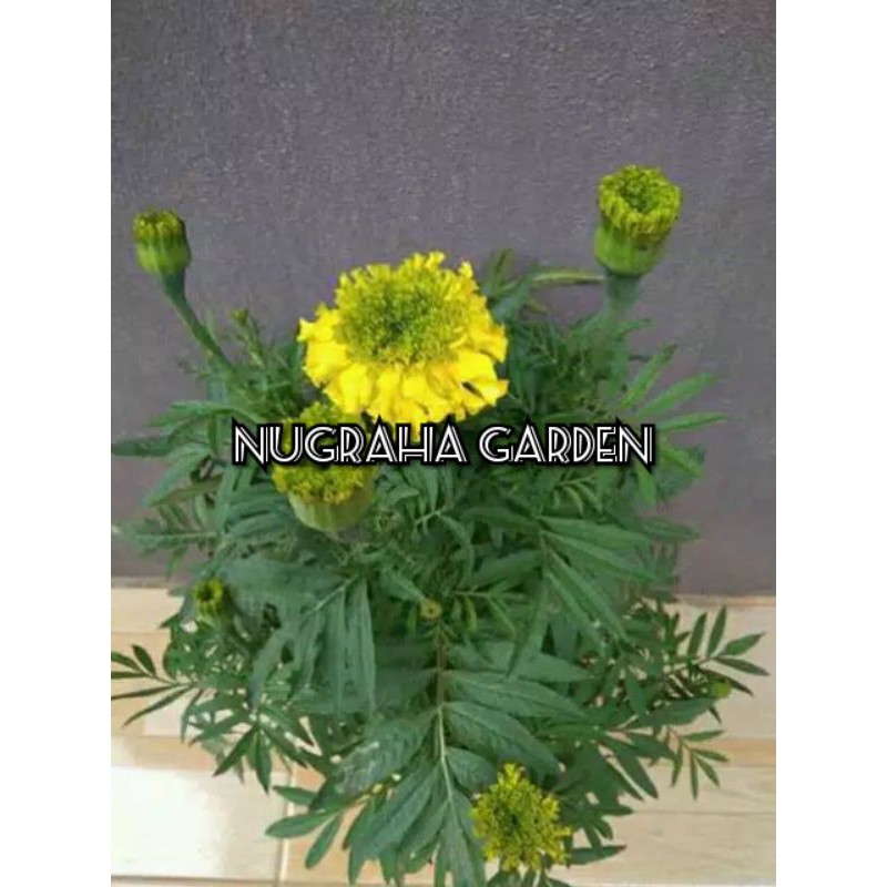 Jual Tanaman Bunga Merygold holland(Bunga kuning) | Shopee Indonesia