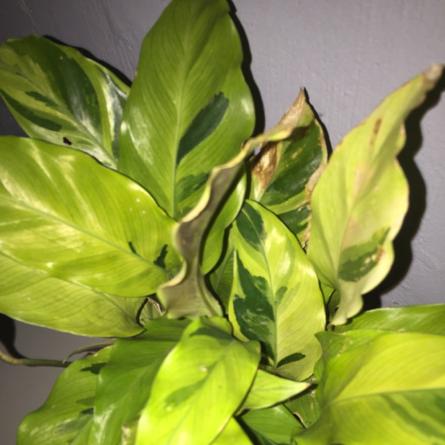 Jual Maranta tisu kuning atau calathea tisu gold | Shopee Indonesia