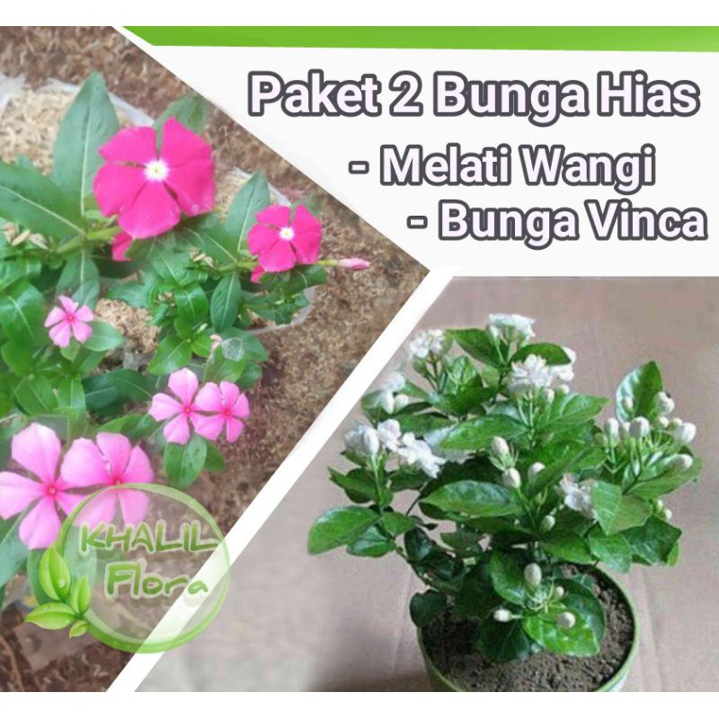 Jual Paket Tanaman Bunga Vinca dan Melati // Bunga Hias Hidup 2 Jenis ...
