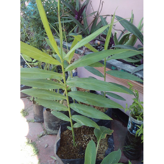 Wajib Tahu! Gambar Tanaman Obat Bangle Paling Dicari - Informasi ...