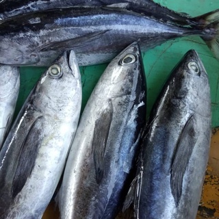 Jual ikan tongkol segar besar 1kg - FILET Indonesia|Shopee Indonesia