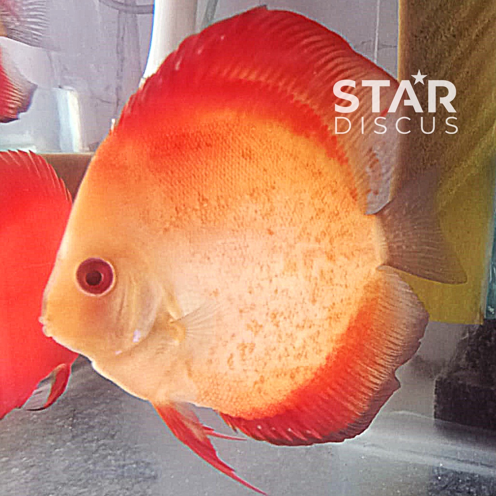 Jual Discus Red Melon 4 inch (jantan) Indonesia|Shopee Indonesia