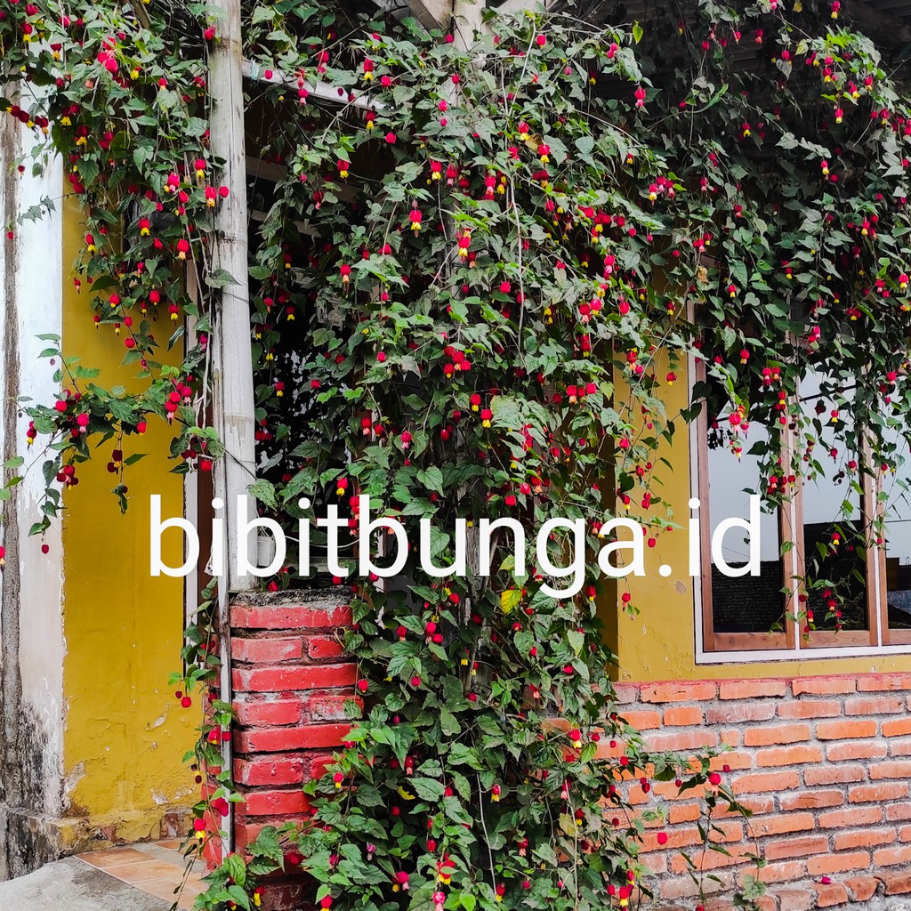 Jual Bunga lampion rambat /Chinese lantern bibit tanaman hias bunga ...