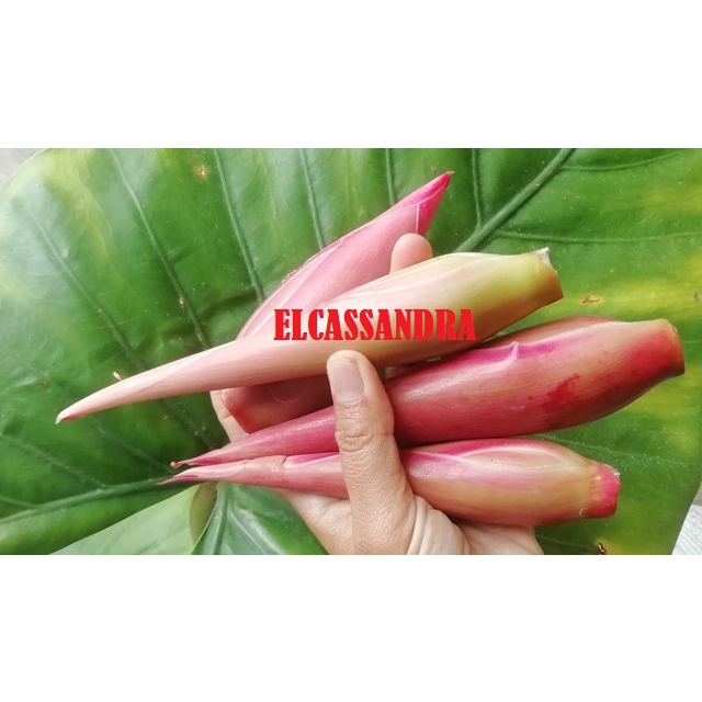 Jual Kincung kecombrang bunga cikala 1Kg | Shopee Indonesia