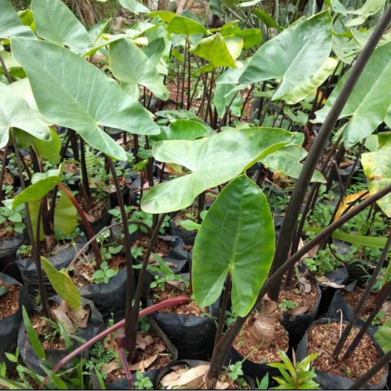 Jual bibit sente hitam ( alocasia plumbea) | Shopee Indonesia