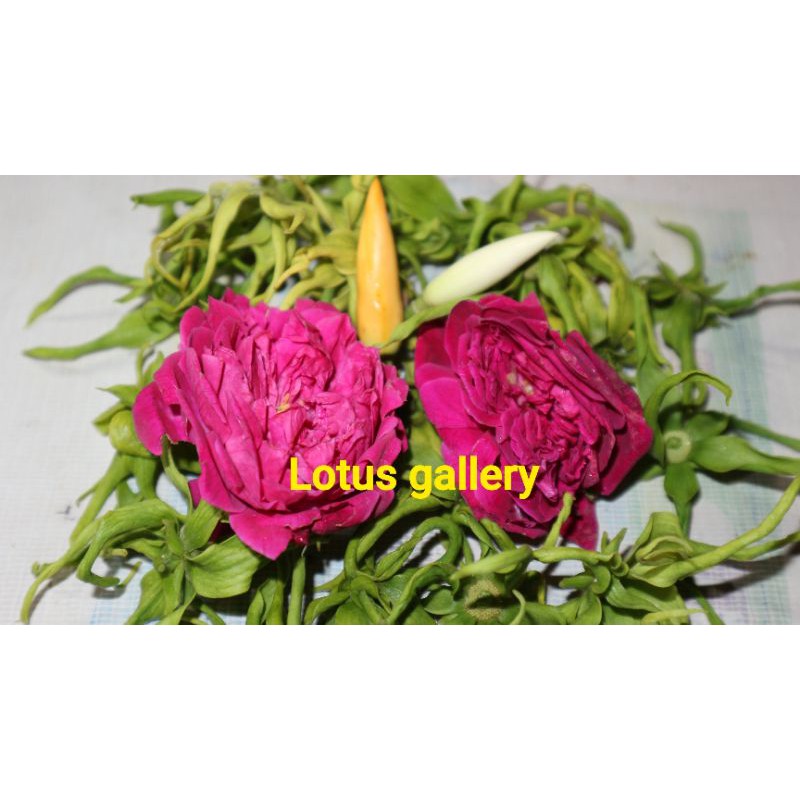 Jual Kembang Telon 3 Rupa Indonesia|Shopee Indonesia