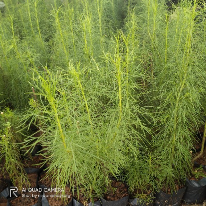 Jual tanaman hias cemara angin pohon cemara air cemara | Shopee Indonesia