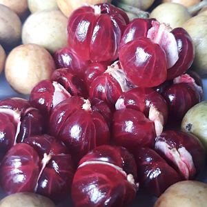 Jual Kedai 1 Benih Biji Buah Jirak Menteng Merah Putih Mundung ...