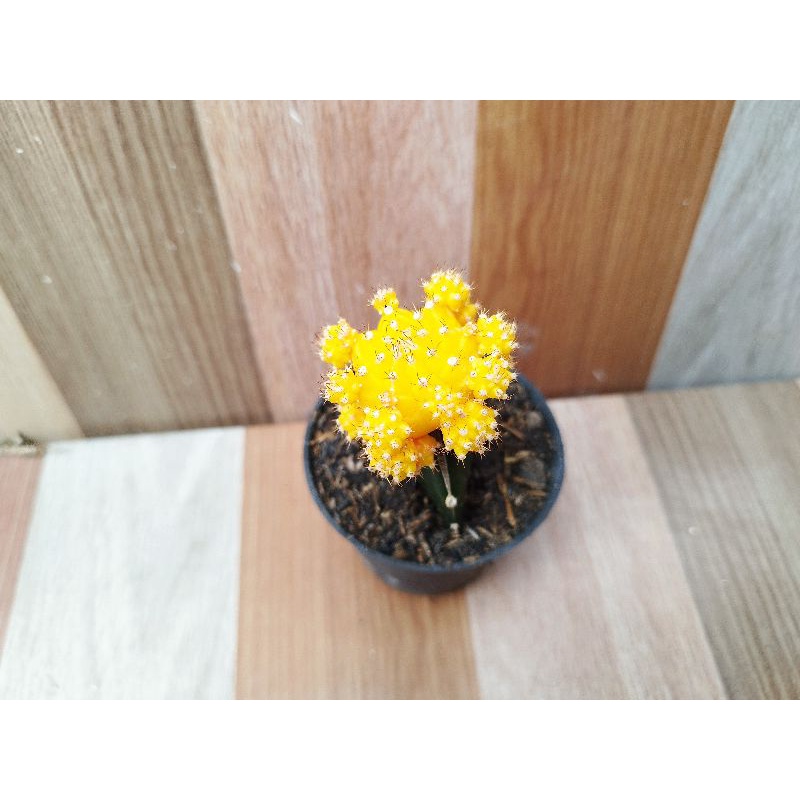 Jual kaktus gimno kuning | Shopee Indonesia
