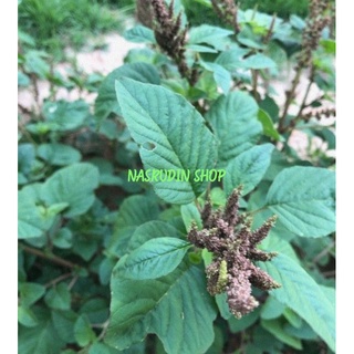 Jual DAUN BAYAM LIAR SEGAR | DAUN BAYEM LIAR LANGSUNG PETIK | RUMPUT ...