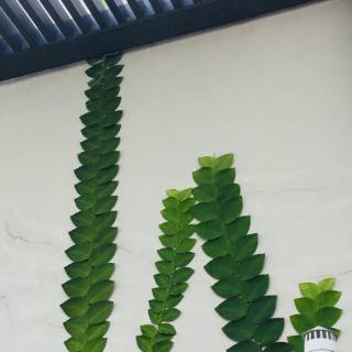 Jual tanaman dollar rambat raphidophora tanaman climbing tanaman hits ...