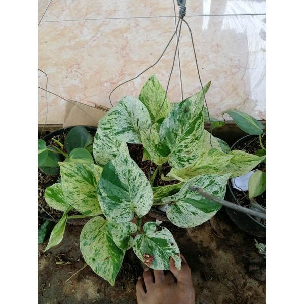 Jual sirih gading Variegata - sirih gading putih Sri Gading Variegata ...