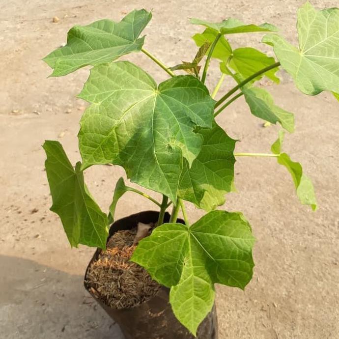 Jual Bibit Tanaman Obat Daun Jarak Pagar Bibit Jarak Jatropha Curcas ...