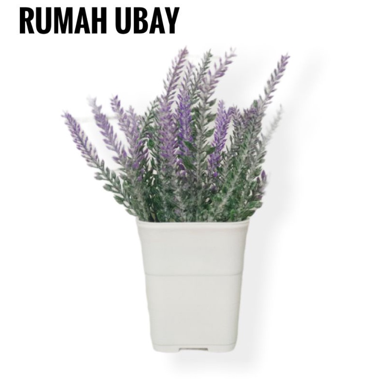 Jual BUNGA LAVENDER MINI POT KOTAK | Shopee Indonesia