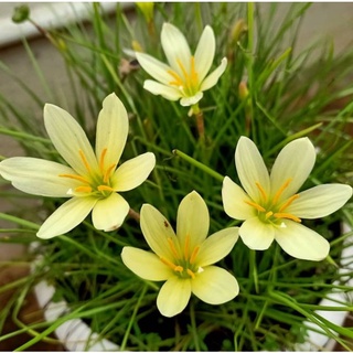 Jual paket 3 warna umbi tanaman rain lily bunga kuning putih pink/BUNGA ...