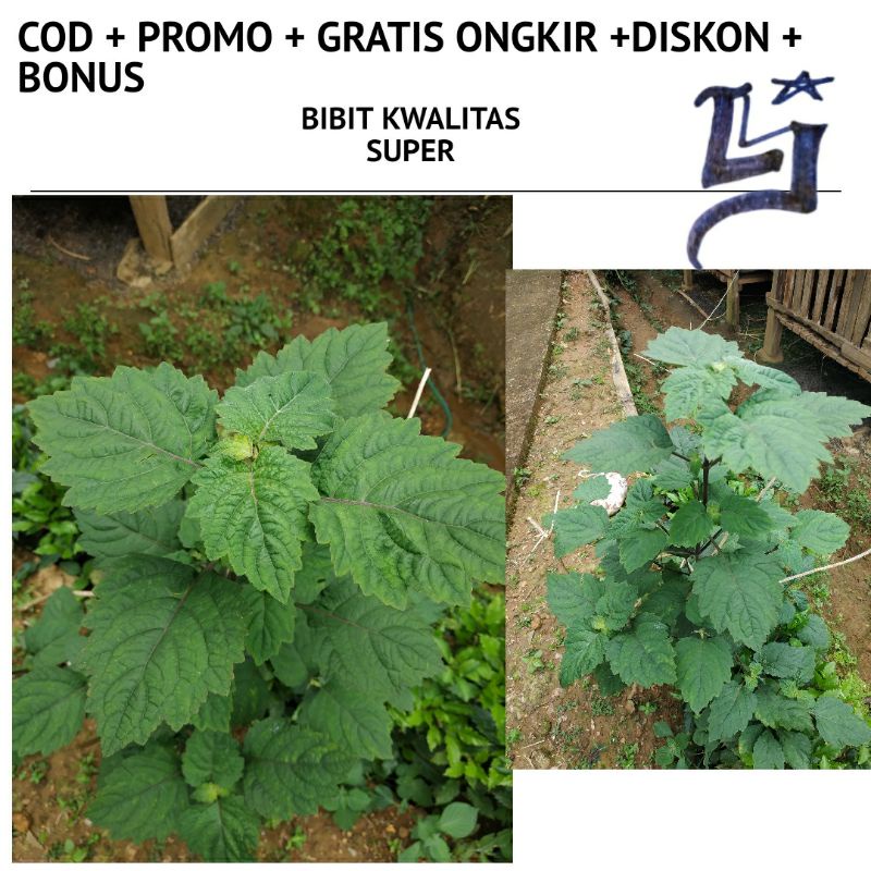 Harga biji nilam Terbaru Jan 2026 | BigGo Indonesia