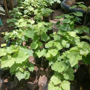 Jual Bibit Anggur Caroline. (Bisa COD) | Shopee Indonesia