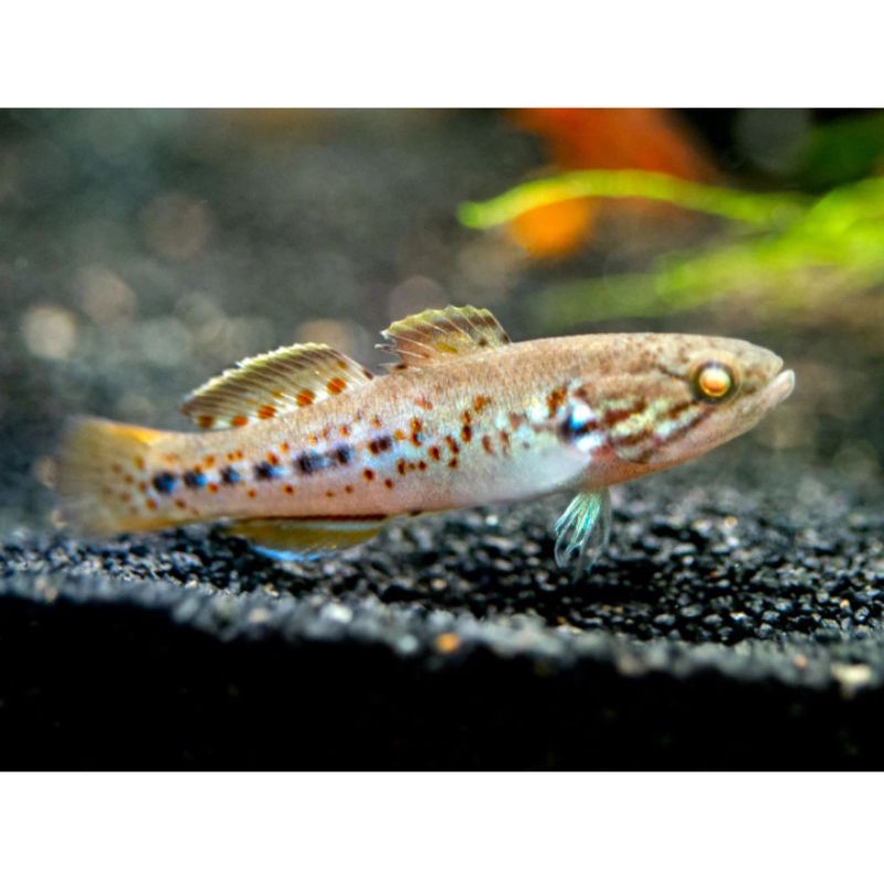Jual Ikan hias Goby Mogurnda Gudegeon purple spotted (Mogurnda adspersa ...