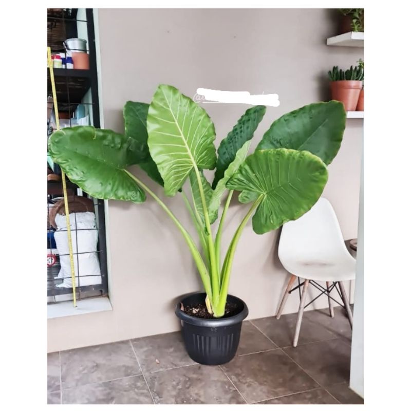 Jual TANAMAN HIAS SENTE HIJAU/POHON TALAS HIJAU RIMBUN + POT HITAM ...