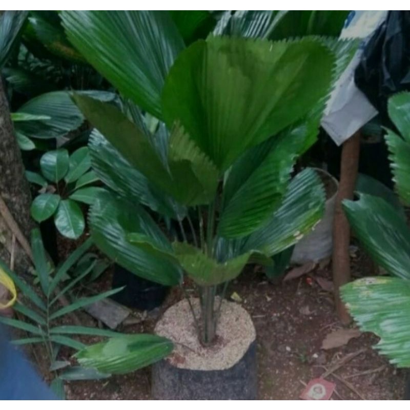 Jual Tanaman Hias Palem Kol Kipas - Pohon Palem Kol Kipas | Shopee ...