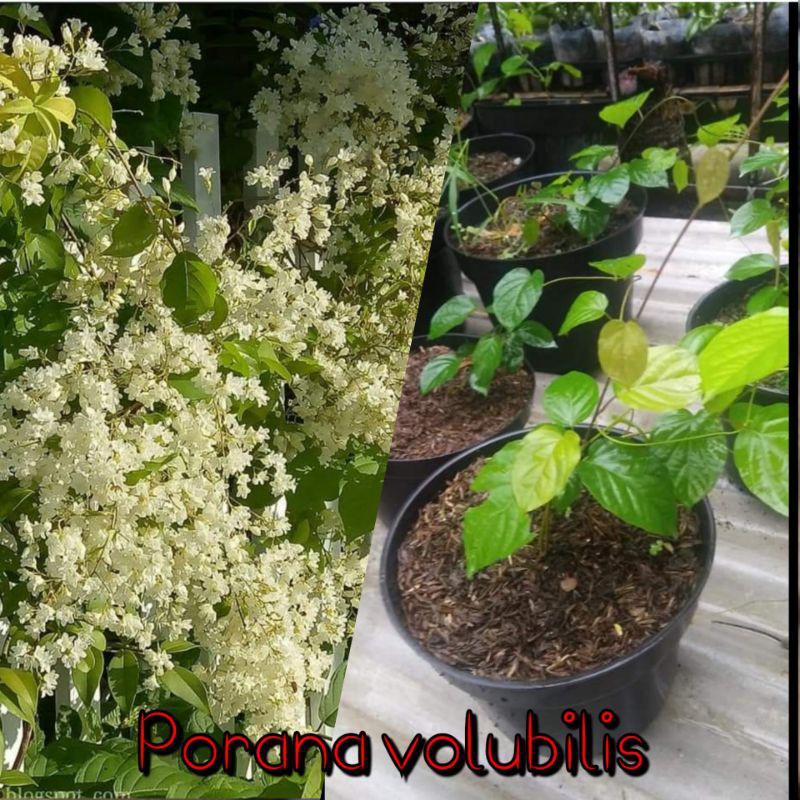 Jual Bibit Bunga Hias Taman Vegetasi Lebah Klanceng Indonesia Shopee