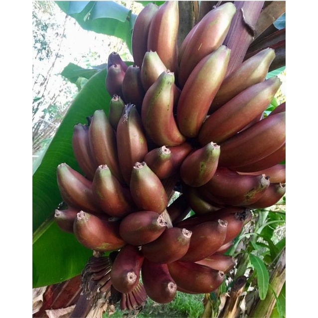 Jual Bibit pisang merah / pisang gendruwo / kidang / cau urang ...
