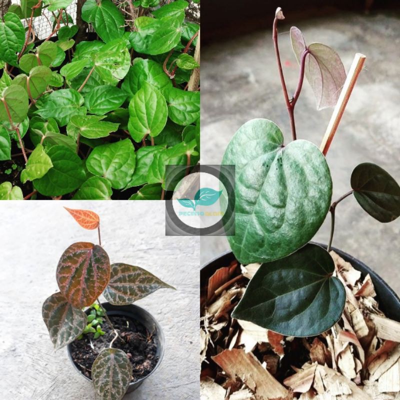 Jual Paket 3 jenis sirih-Merah-hitam-hijau (Tanaman herbal) | Shopee ...