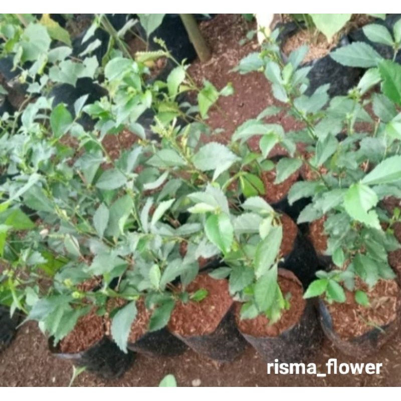 Jual pohon hias teh tehan / tanaman pagar teh tehan | Shopee Indonesia