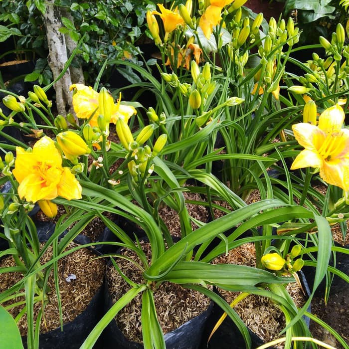 Begini 26+ Tanaman Bunga Tropis Super Keren - Informasi Seputar Tanaman ...