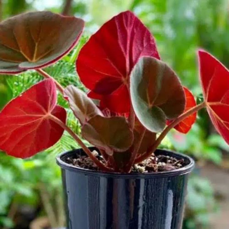 Jual Begonia red carpet | Shopee Indonesia