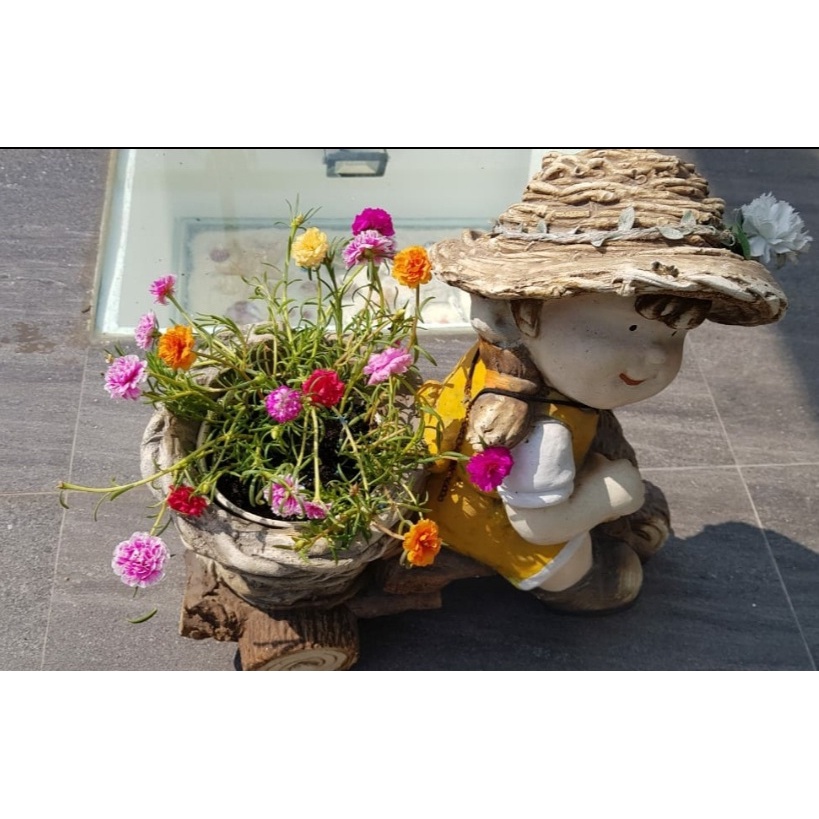 Jual Tanaman Hias Sutra Bombay (Bunga Pukul Sembilan/Bunga Cantik Manis ...