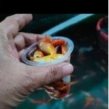 Jual Baby ikan Mas pakan ikan predator/umpan pancing (Gelasan) | Shopee ...