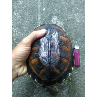 Jual kura kura air kura MSE , kura unik kura lucu kura malayan snail ...