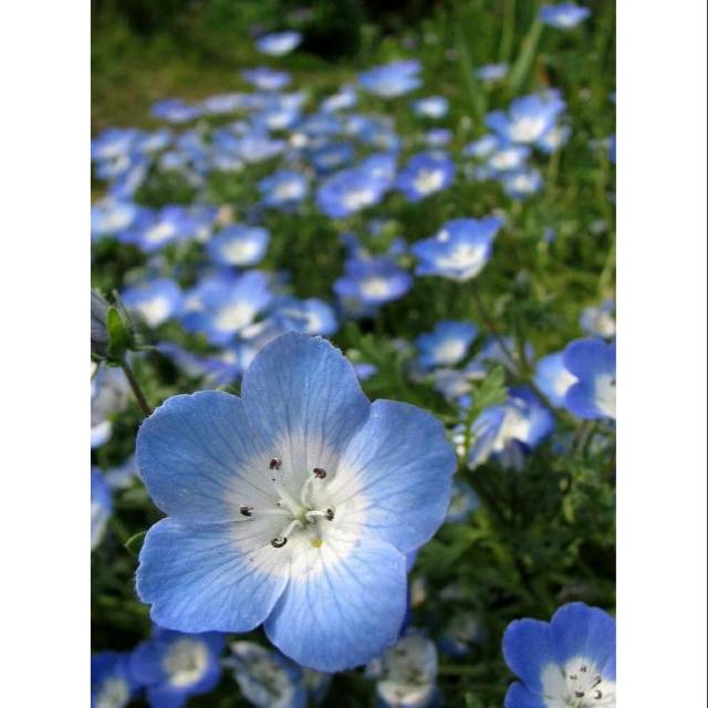 Begini 15+ Tanaman Bunga Blue Eyes yang Lagi Viral - Informasi Seputar ...