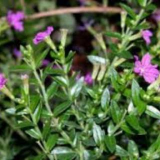 Tanaman Hias Bunga Taiwan Beauty Hijau (bunga ungu) | Shopee Indonesia