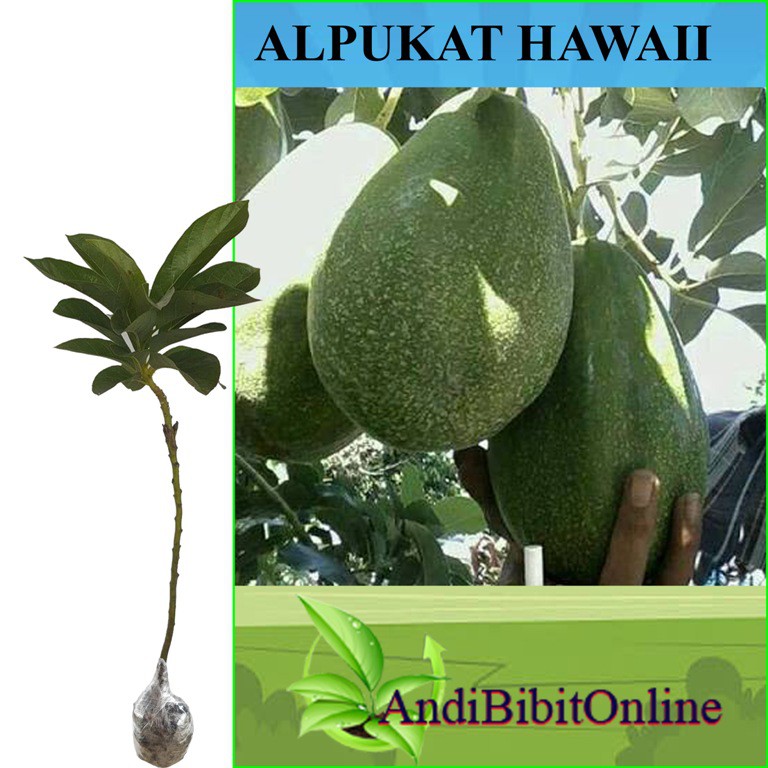 Jual Tanaman Alpukat Hawaii (Tinggi 40-60 cm) | Shopee Indonesia
