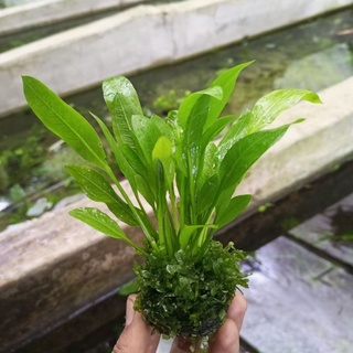 Jual amazon sword+moss pelia media wabikusa tanaman aquascape | Shopee ...